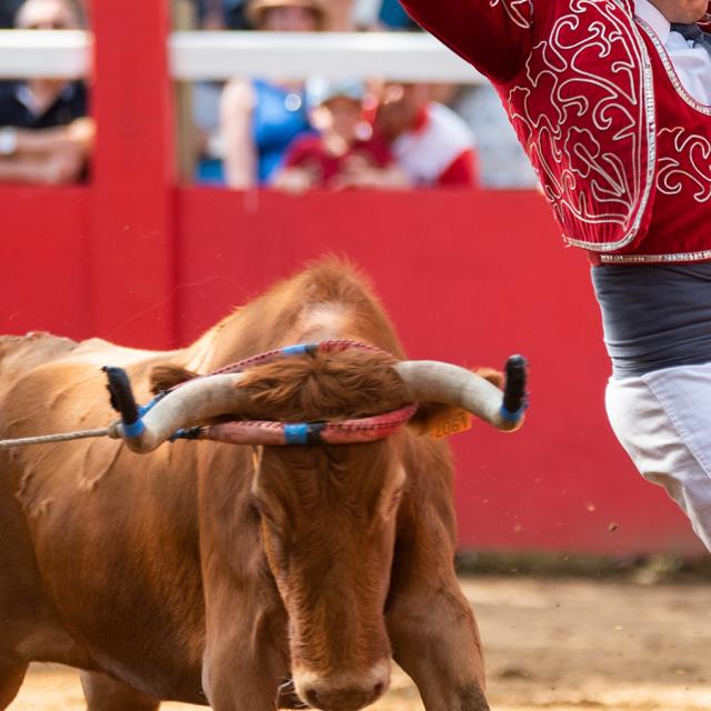 Découvrir la course landaise – ES | Mont de Marsan Tourismo