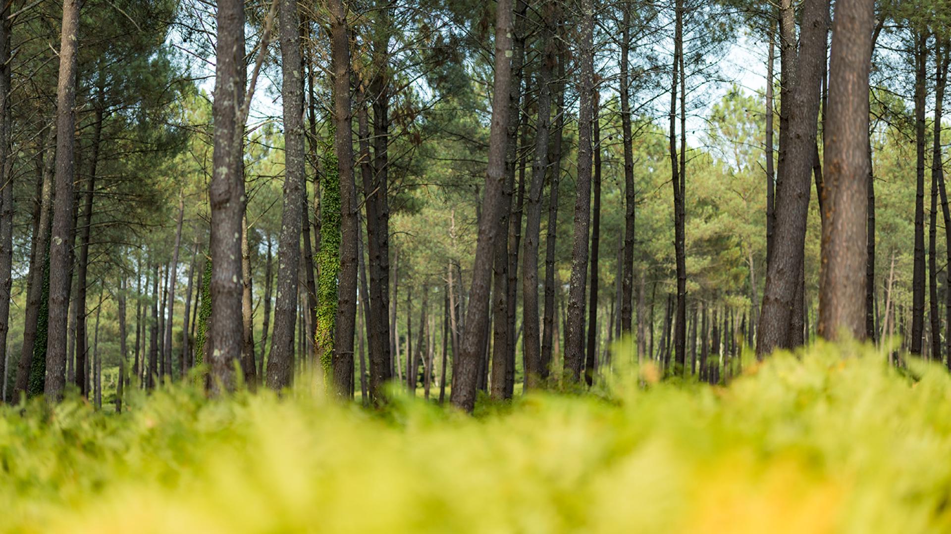 Mont de Marsan (Landes) | Site officiel de l’Office de Tourisme Accueil ...